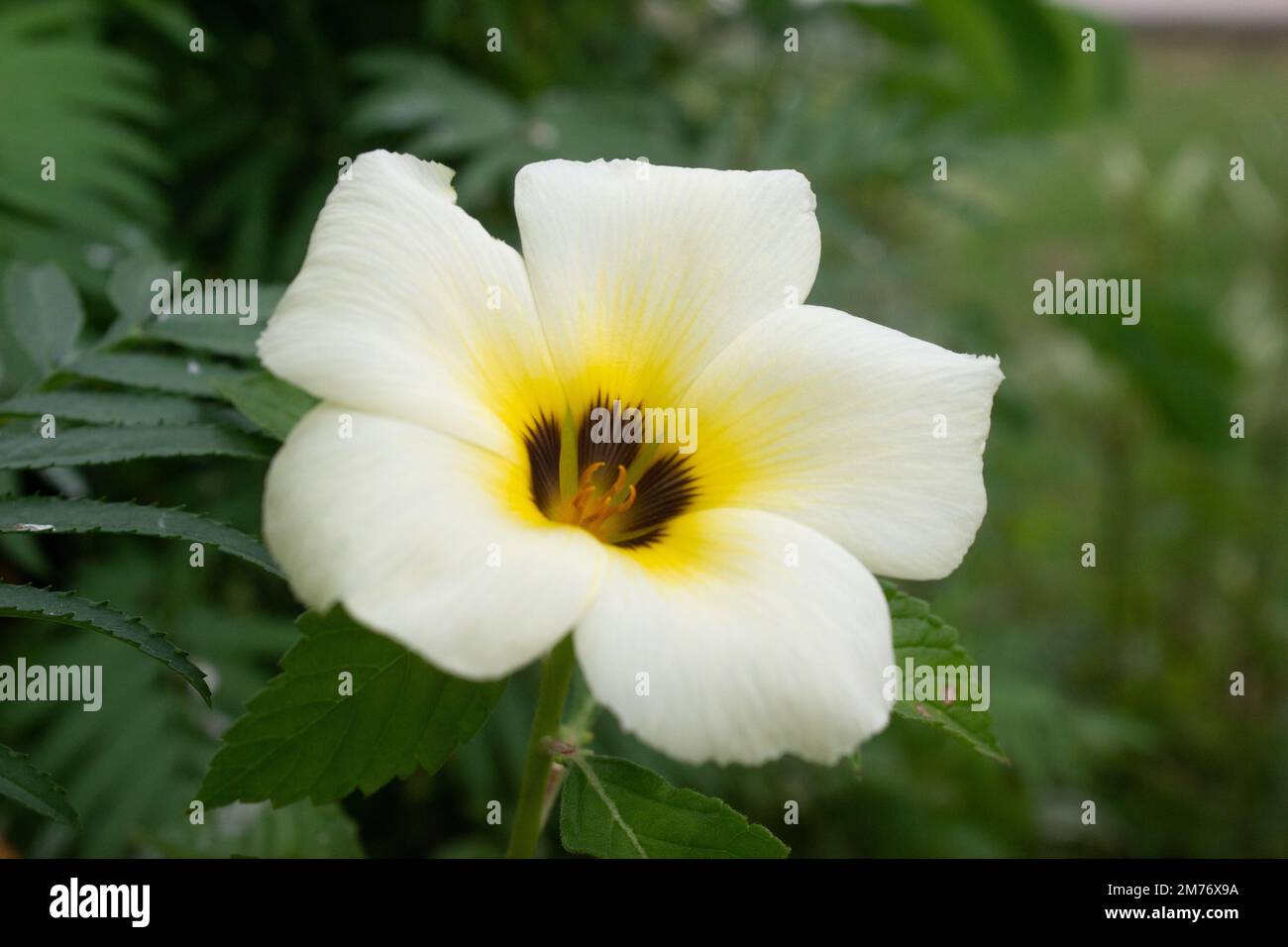White primrose flowers, which usually bloom in spring Stock Photo - Alamy