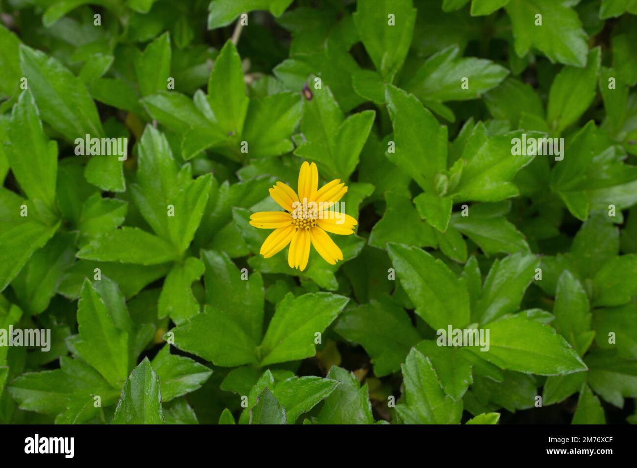 Closeup of yellow Wedelia flower -blurred green background under ...