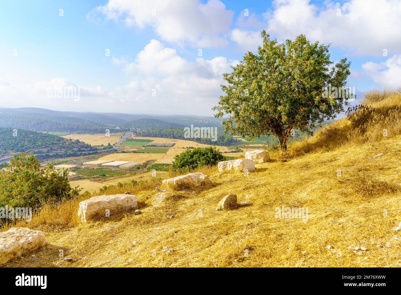 View of trees, countryside and rolling hills in the Shephelah region ...