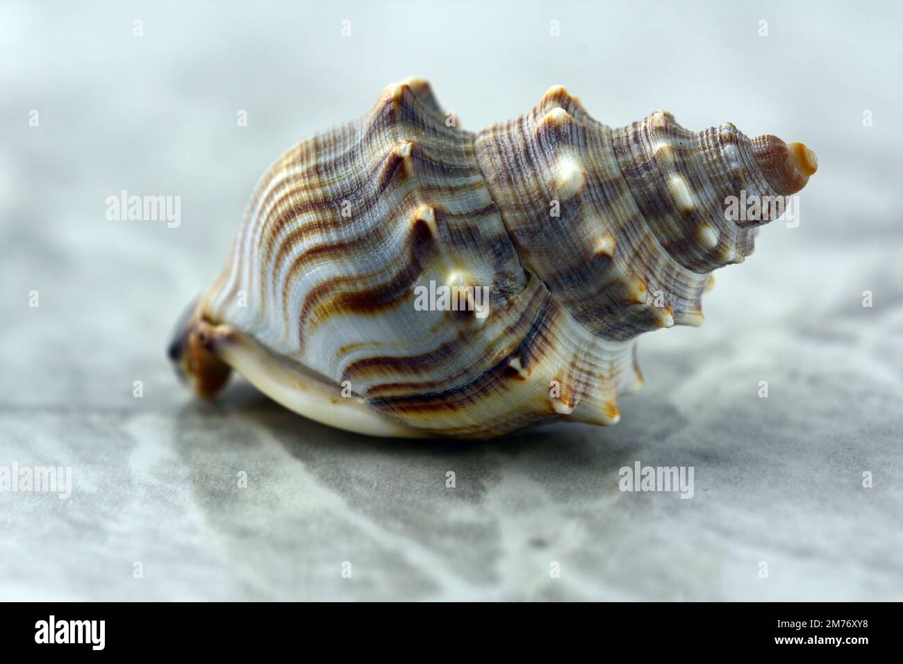 A close up on a sea shell on a marble surface. Lovely texture of the ...