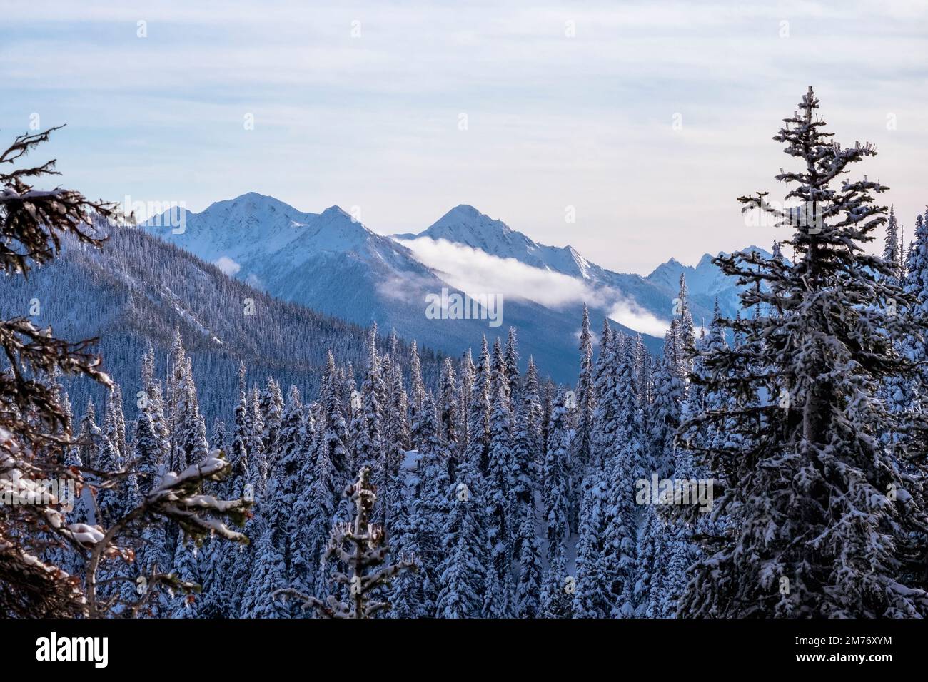 Snow at Hurricane Ridge, Olympic National Park, Washington State, USA ...