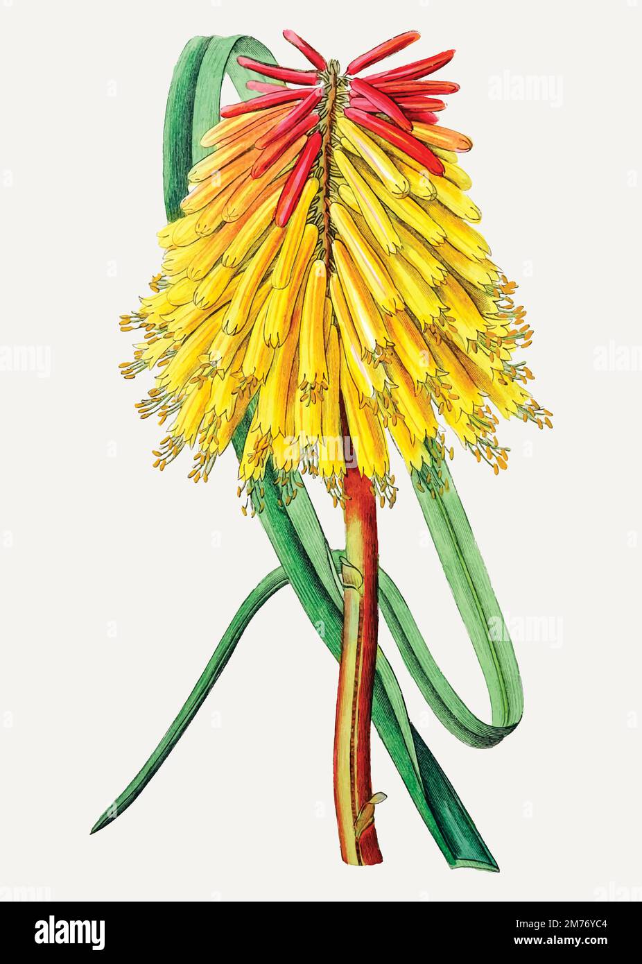 Red hot poker flower Stock Vector Images - Alamy