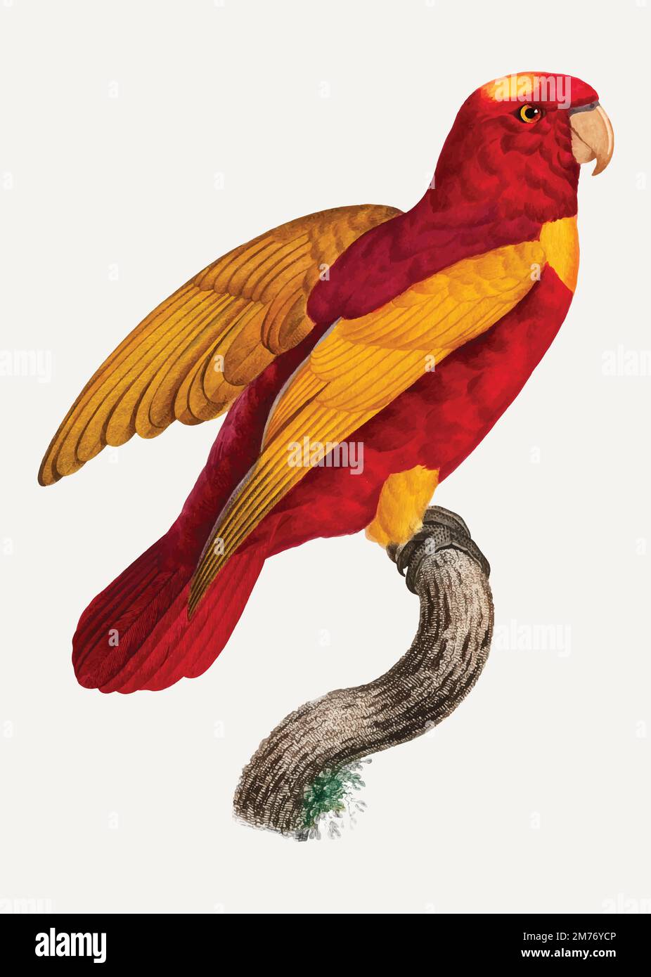 Red-and-Gold Lory (Lorius rex) vintage illustration Stock Vector Image ...