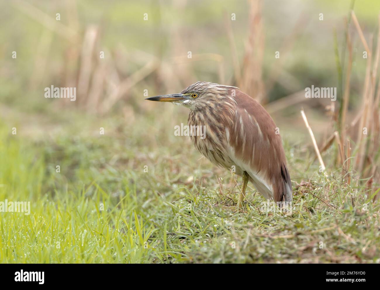 Indian pond heron or paddybird is a small heron. It is of Old World ...