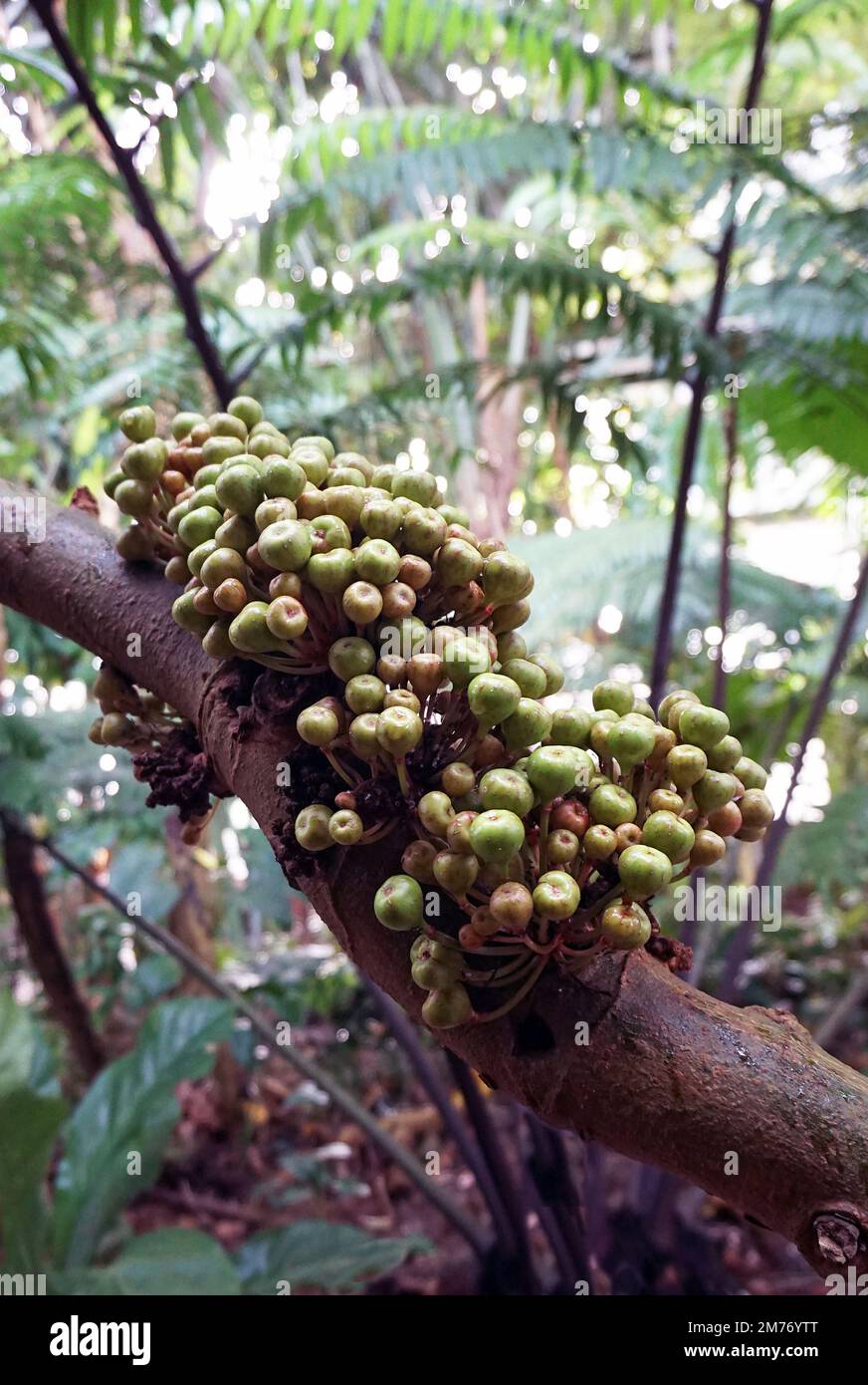 Rosales-Moraceae.Ficus variegata Blume.Plants and gardens.Tropical fig ...