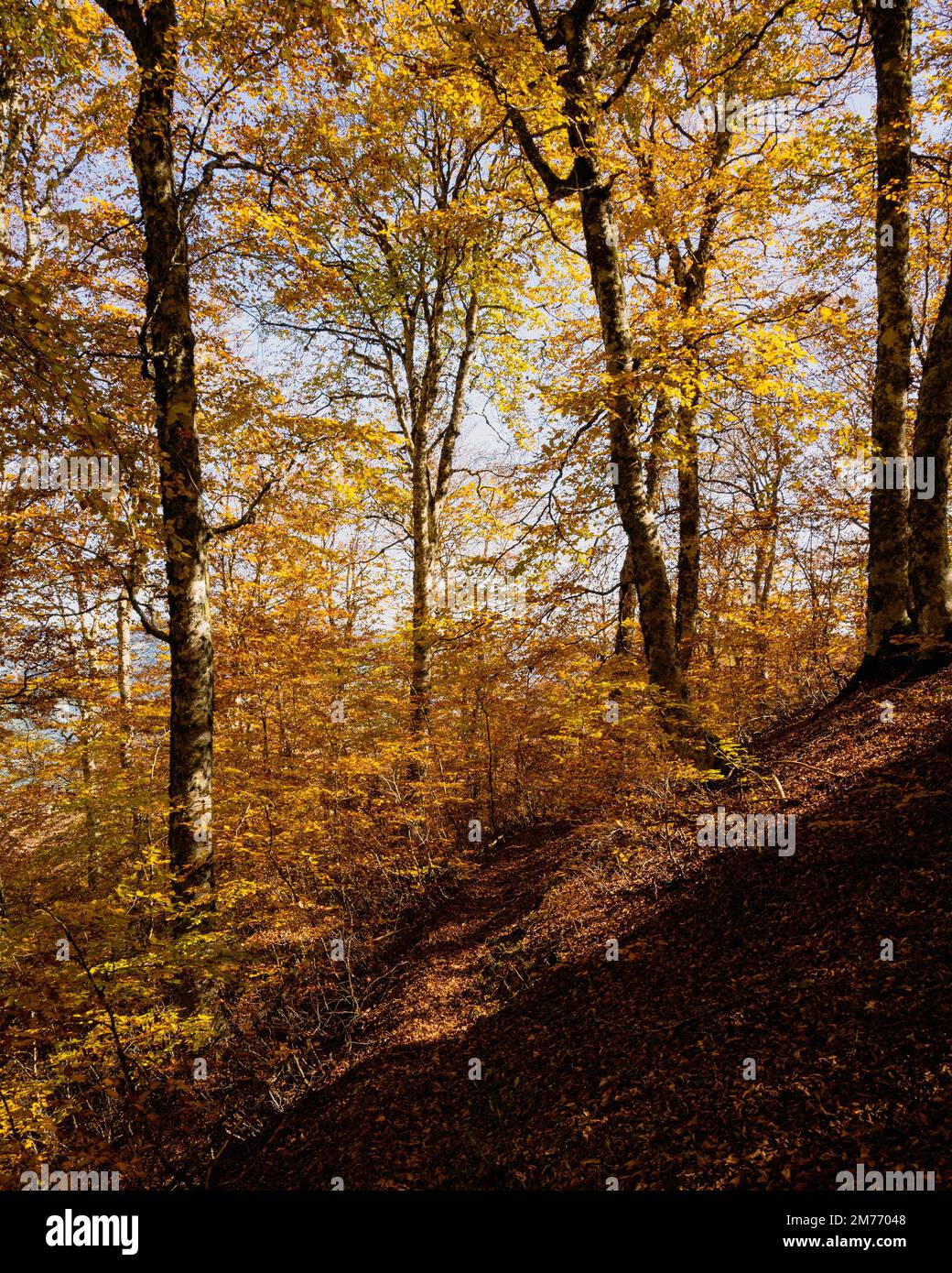 A vertical shot of autumn trees in the forest of Valia Kalda in Epirus ...