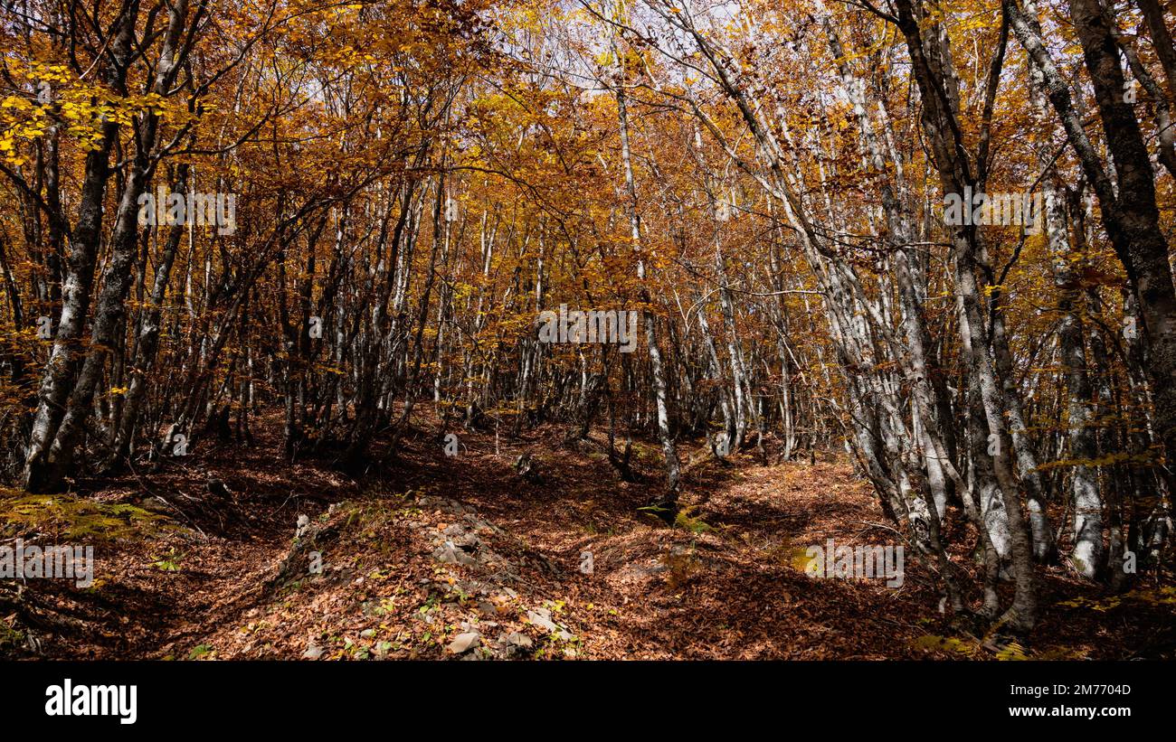 A scenic view of autumn trees in the forest of Valia Kalda in Epirus ...