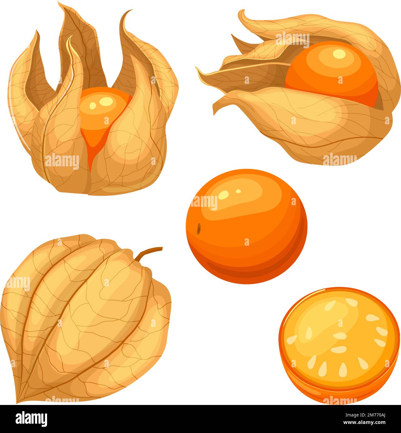 Physalis Orange Fruit Fresh Set Cartoon Vector Illustration Stock Vector Image And Art Alamy