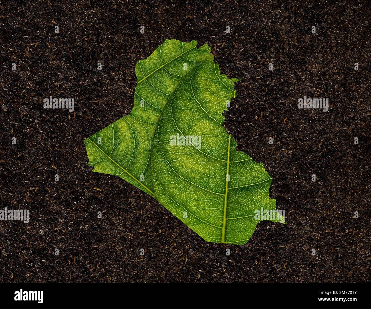 The map of Iraq is made of green leaves on the soil background, the ...