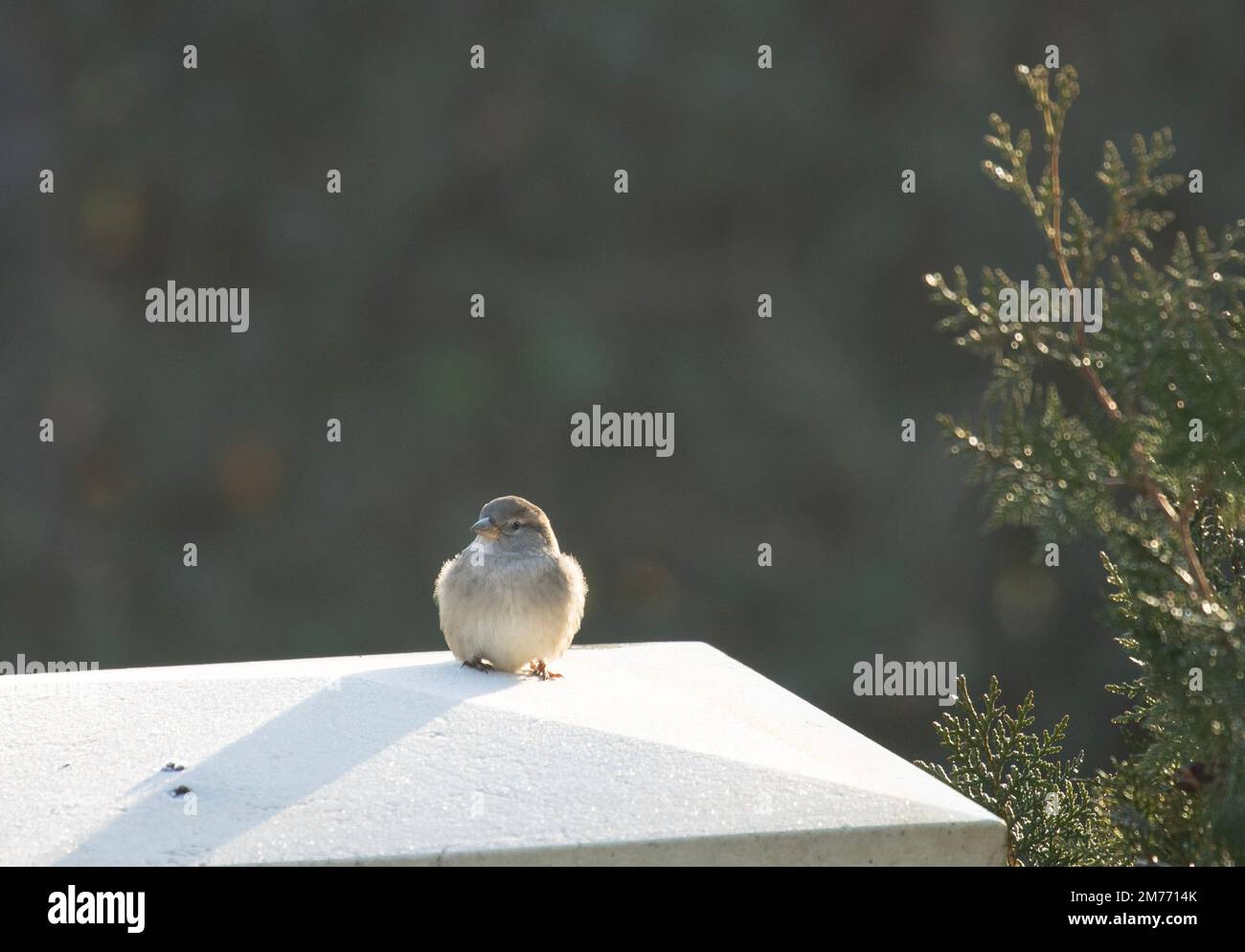 Plump bird hi-res stock photography and images - Alamy