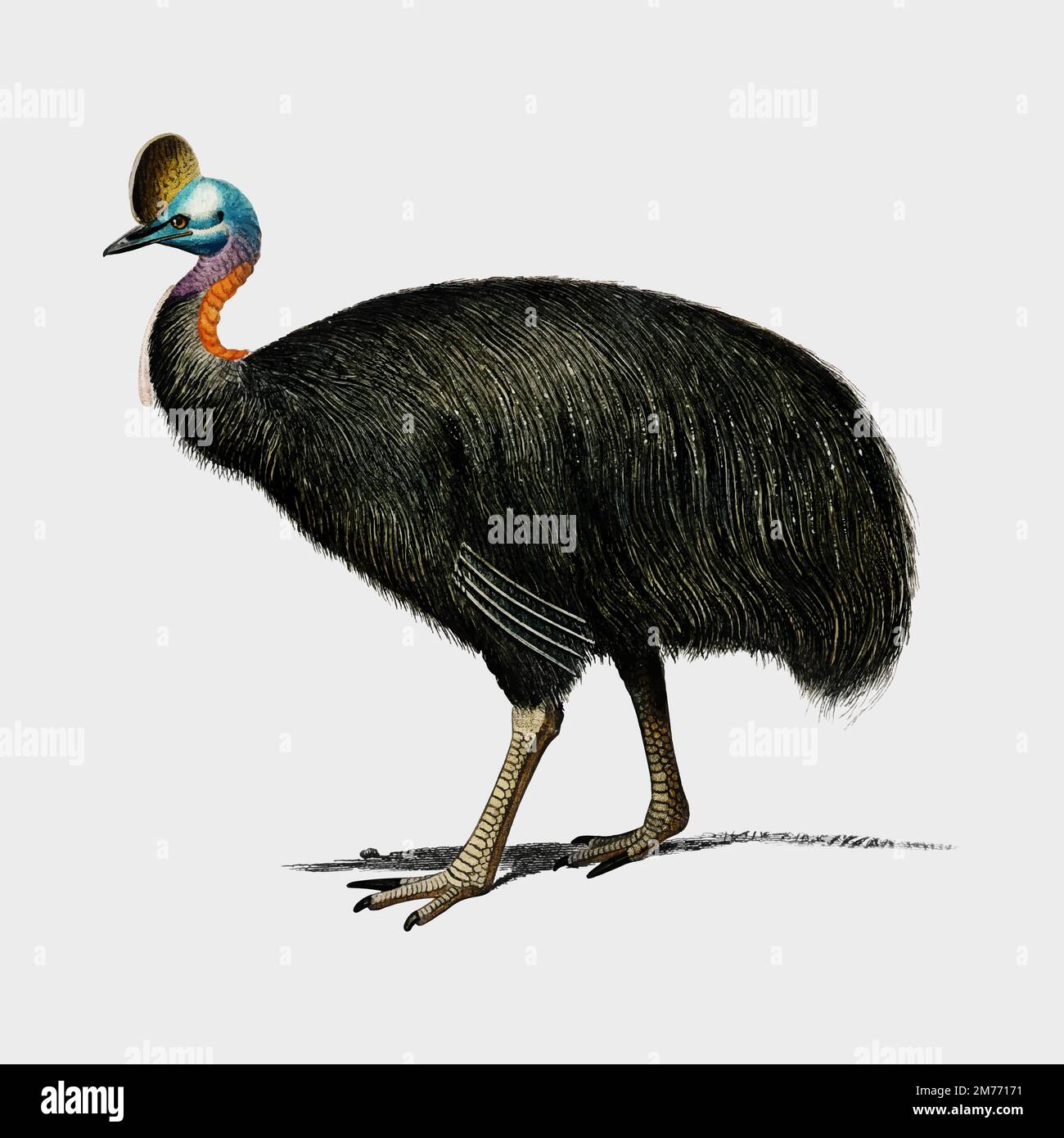 Southern cassowary (Casoar à casque) illustrated by Charles Dessalines ...
