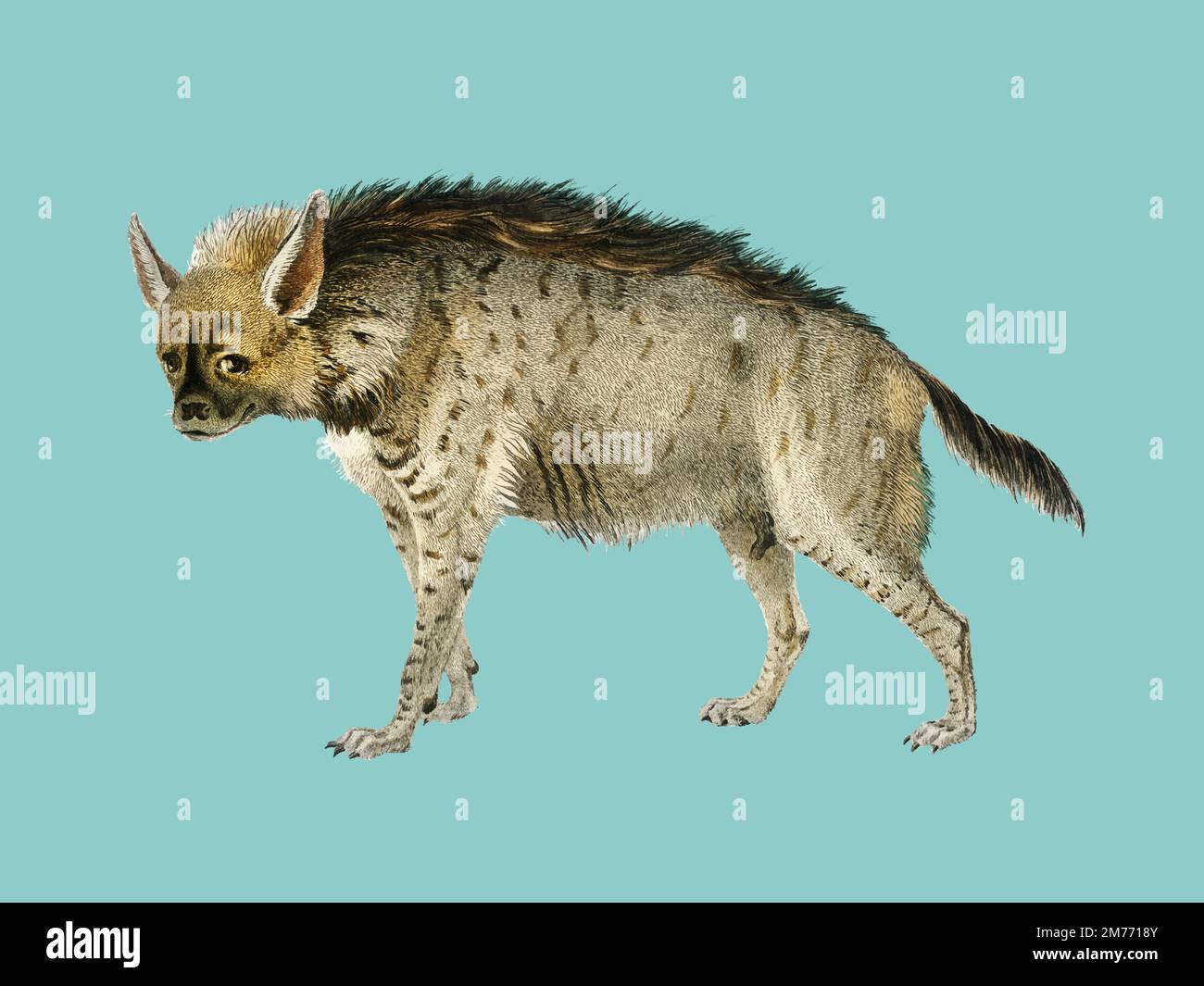 Striped hyena Stock Vector Images - Alamy