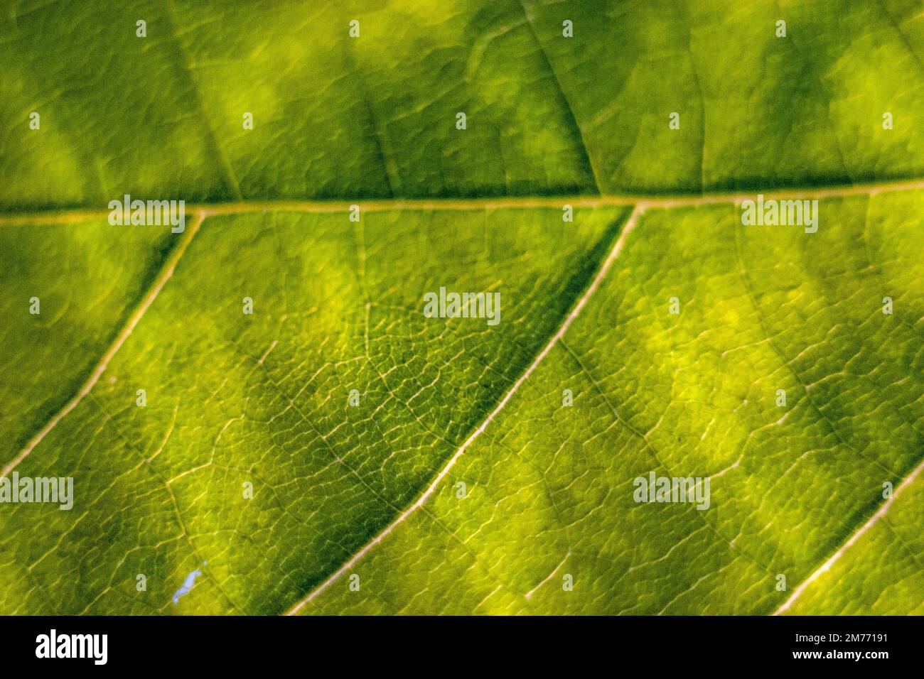 Closeup photo of a leaf section Stock Photo - Alamy
