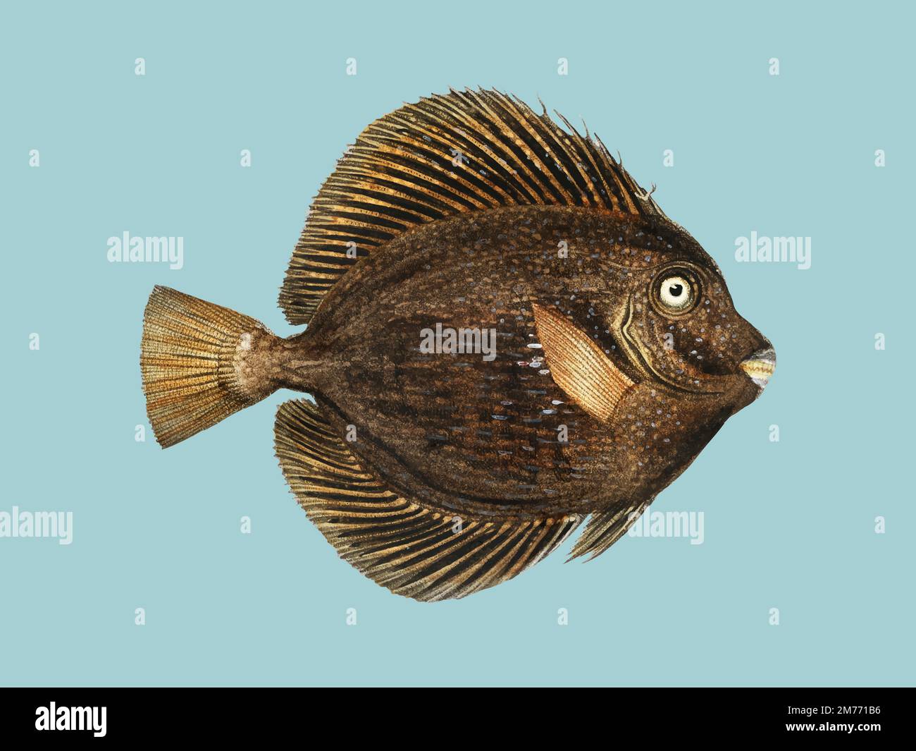 Spotted Tang (Acanthurus Gemmatus) illustrated by Charles Dessalines D ...