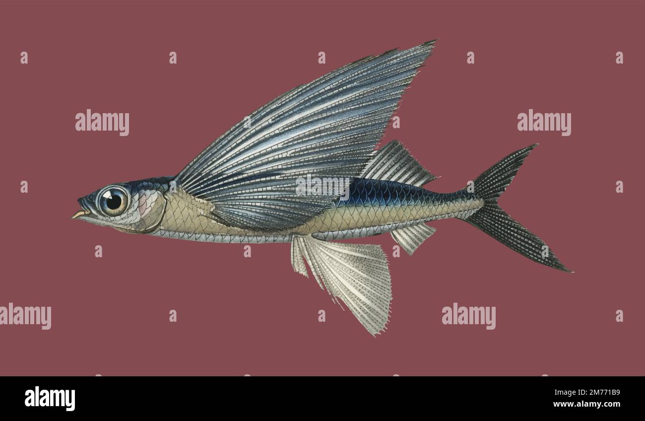 Exocoetus Stock Vector Images - Alamy