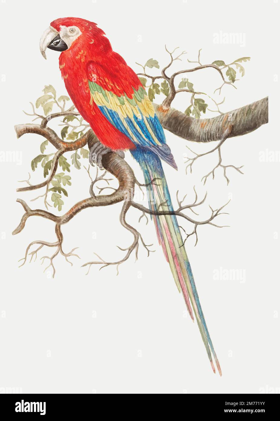Vintage scarlet macaw bird illustration vector Stock Vector Image & Art ...