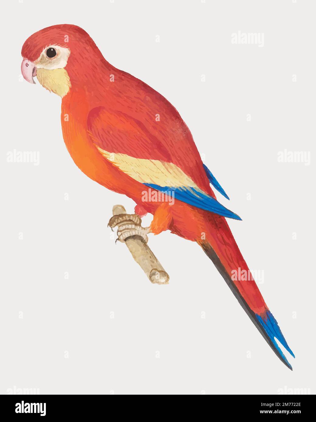 Vintage red parrot illustration vector Stock Vector Image & Art - Alamy