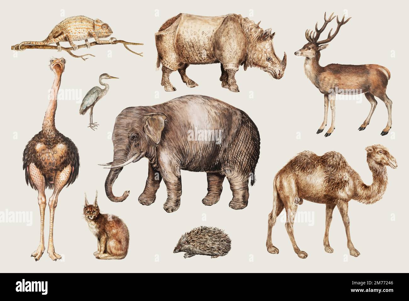Vintage safari animals set vector Stock Vector Image & Art - Alamy