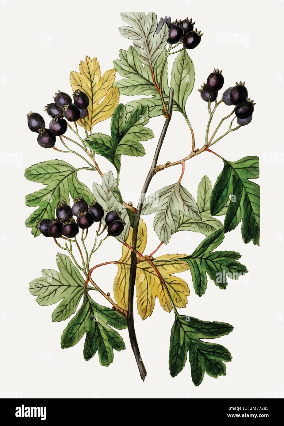 19th century broad Stock Vector Images - Alamy