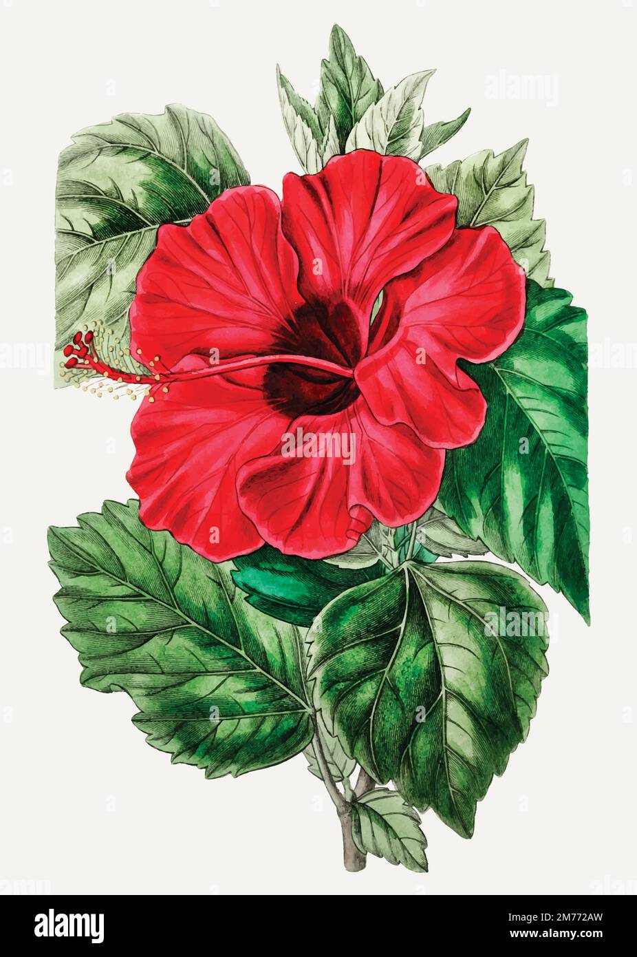 Chinese ornamental 19th century Stock Vector Images - Alamy