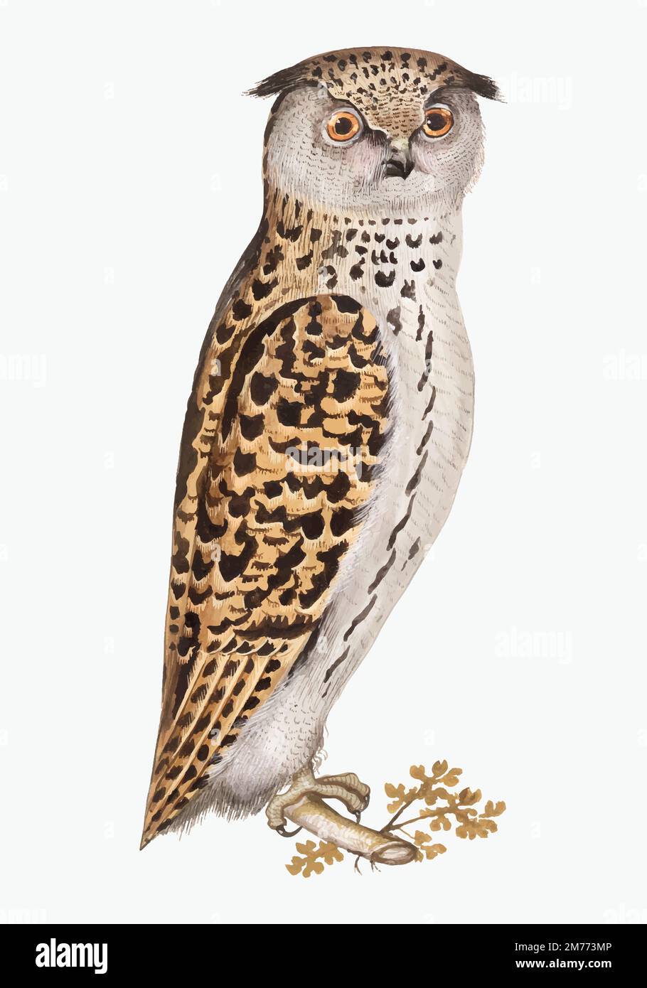 Vintage scops owl illustration in vector Stock Vector Image & Art - Alamy