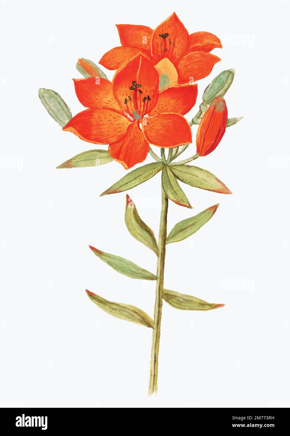 Vintage red lily flower illustration in vector Stock Vector Image & Art ...