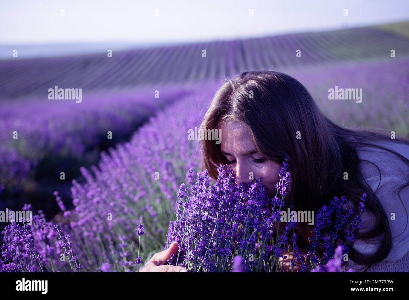 Young woman with long hair gently caress lavender bushes with ha Stock ...