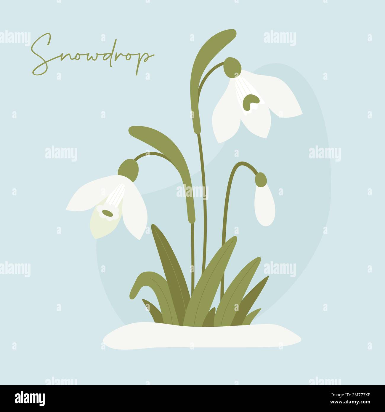 Blooming bouquet of spring snowdrop flowers in snow. Gentle forest ... Blooming bouquet of spring snowdrop flowers in snow. Gentle forest ...