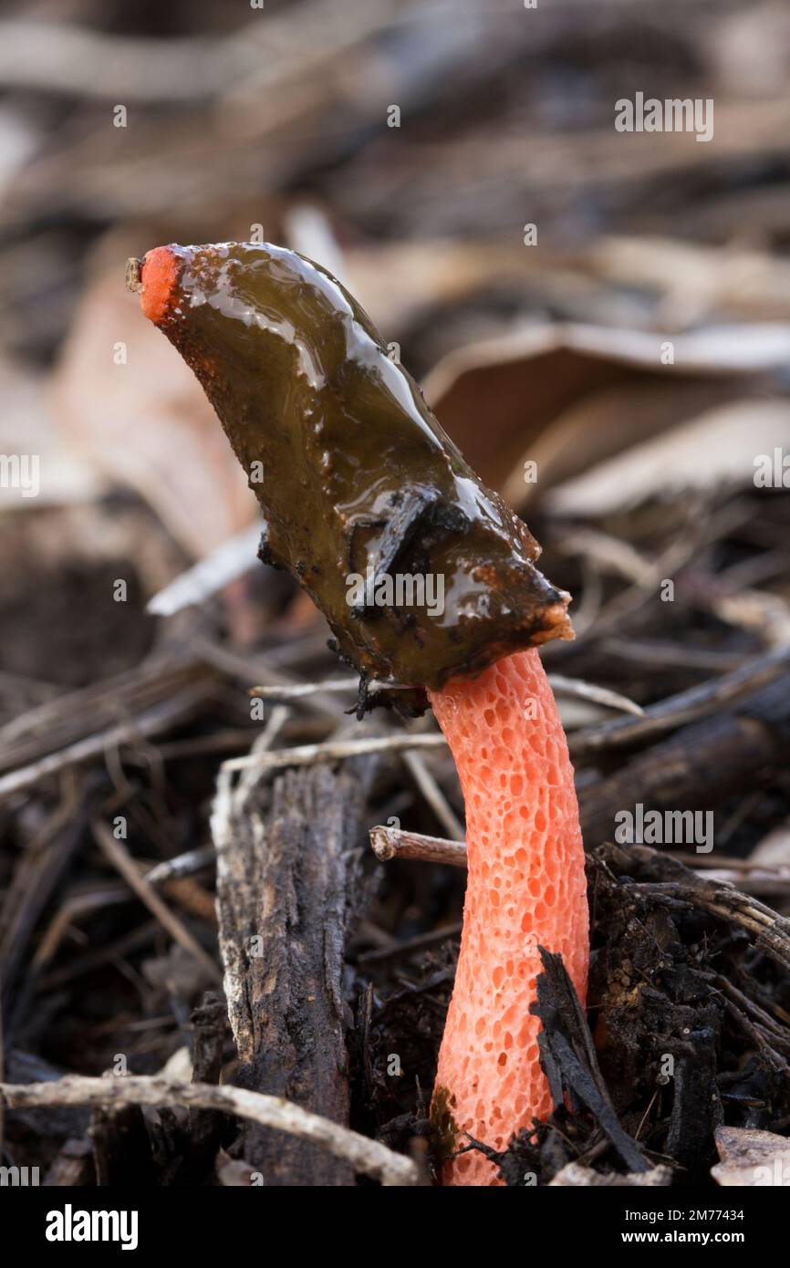 Rubicundus rubicundus hi-res stock photography and images - Alamy