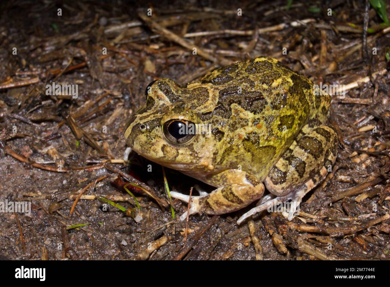 Burrowing frog hi-res stock photography and images - Alamy