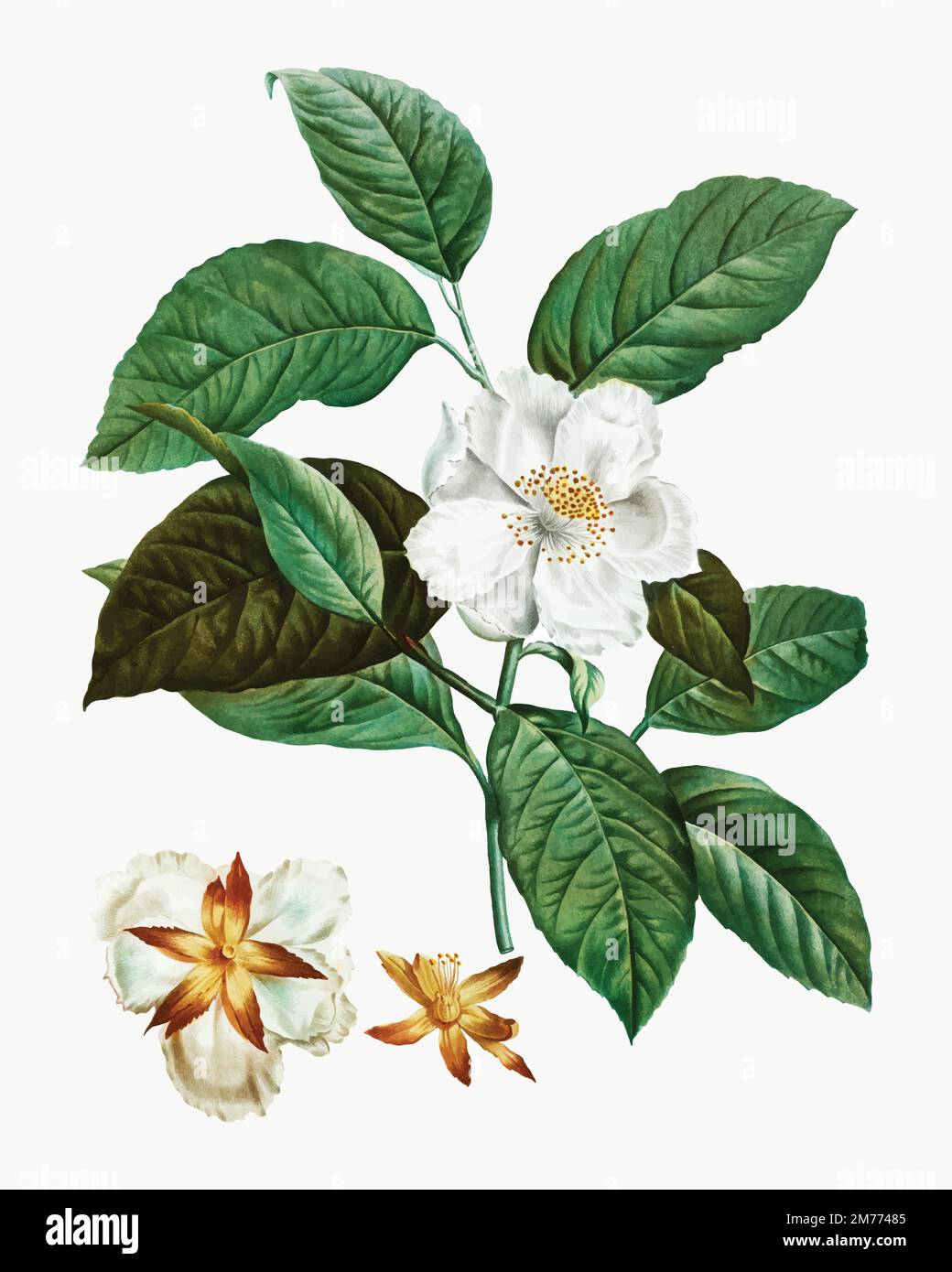 Beautiful vintage Stewartia tree vector Stock Vector Image & Art - Alamy
