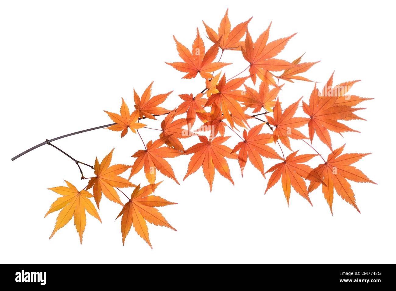 Japanese maple branch isolated on white background Stock Photo - Alamy