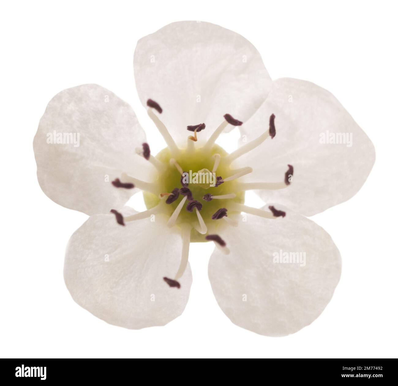 Hawthorn flower head isolated on white background Stock Photo - Alamy