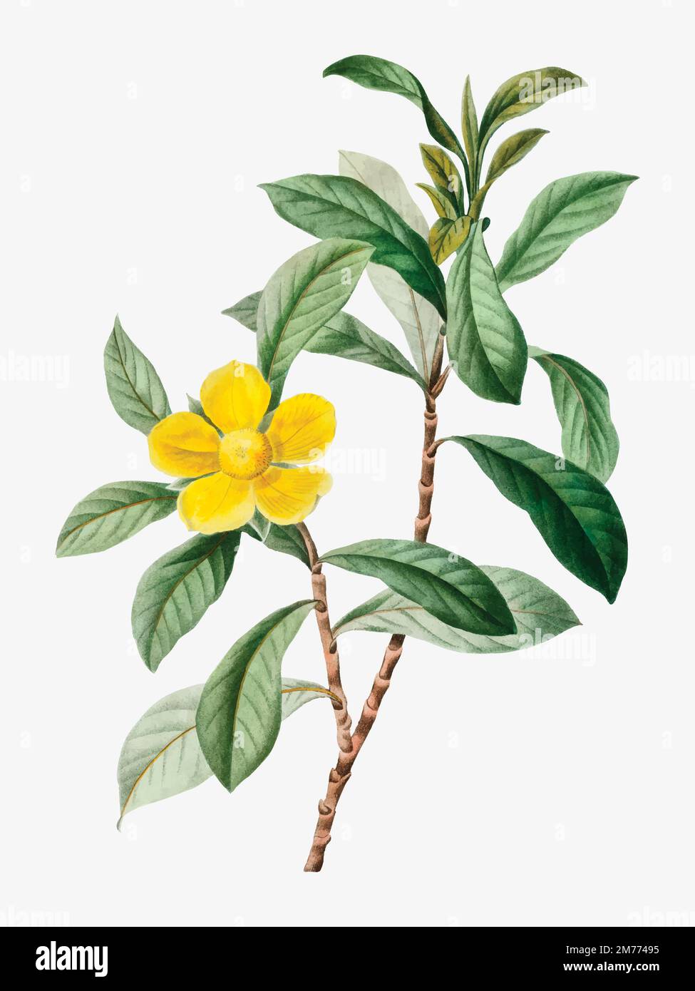 Snake plant illustration Stock Vector Images - Alamy