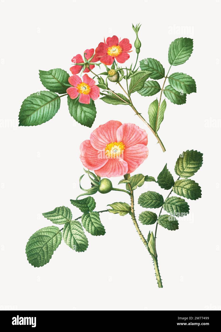 Redleaf rose and Japanese rose vector Stock Vector Image & Art - Alamy