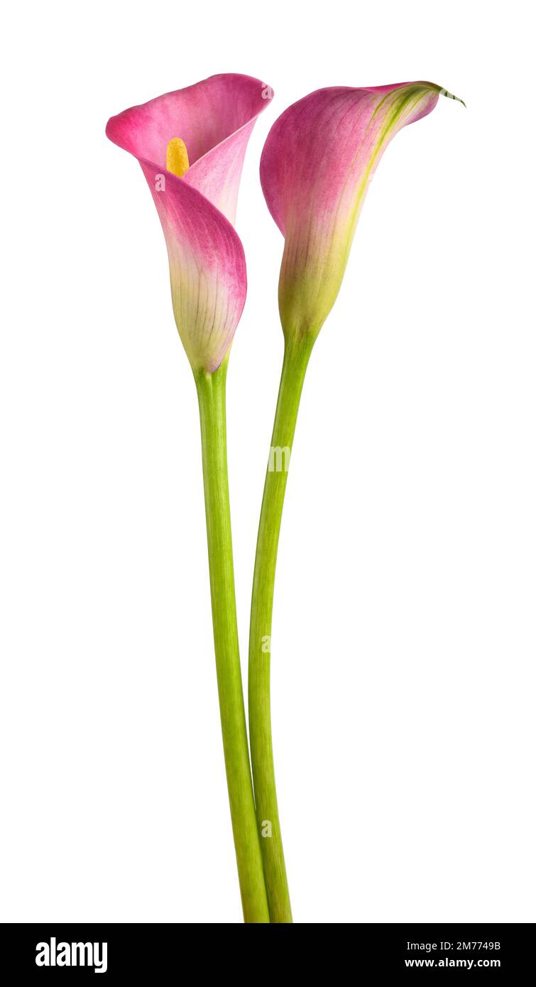 Pink calla flowers isolated on white background Stock Photo - Alamy