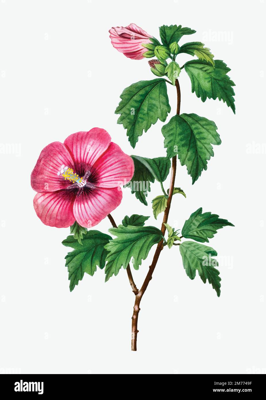 Hibiscus rose of sharon Stock Vector Images - Alamy