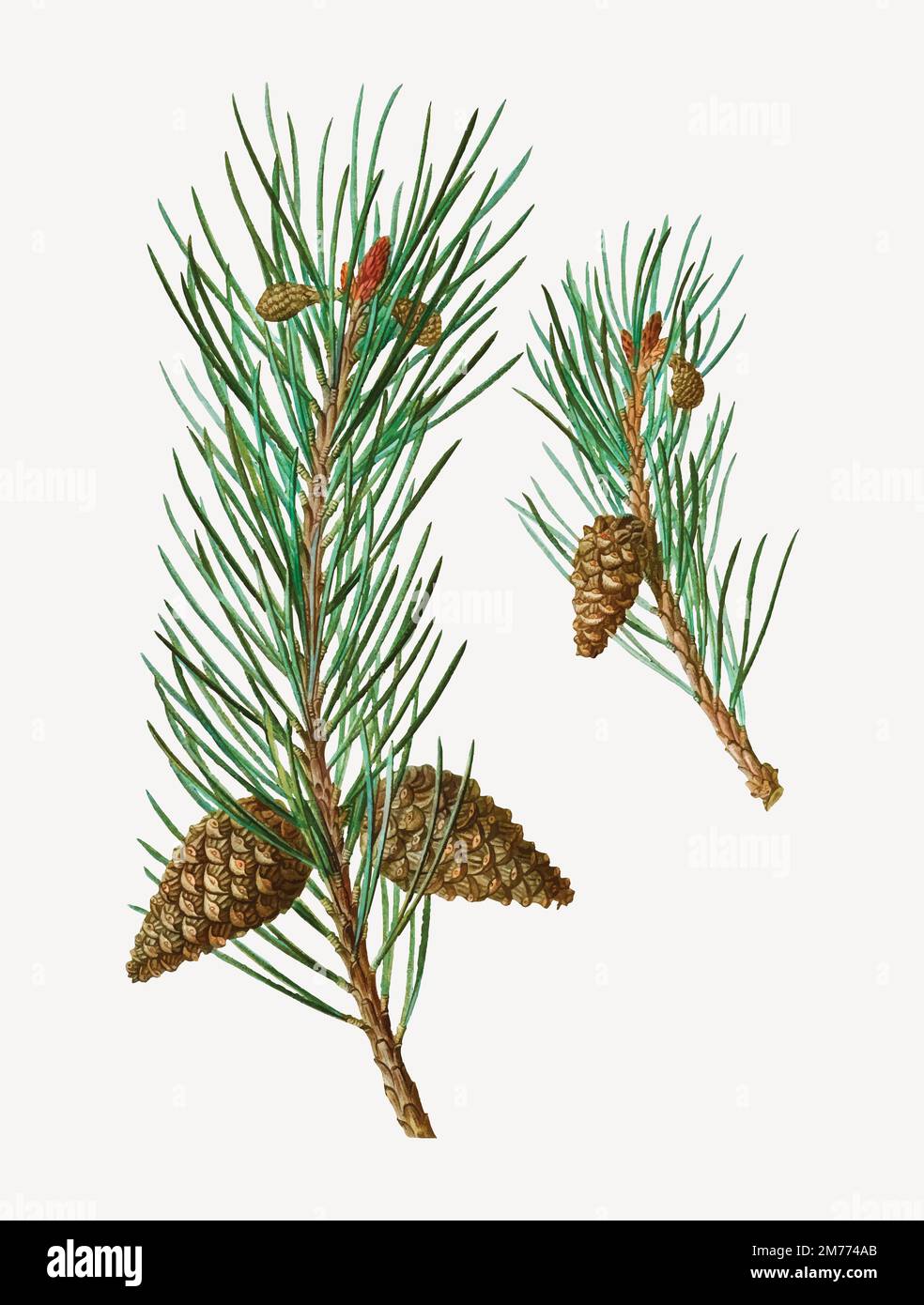 Vintage botanical sketch pine hi-res stock photography and images - Alamy