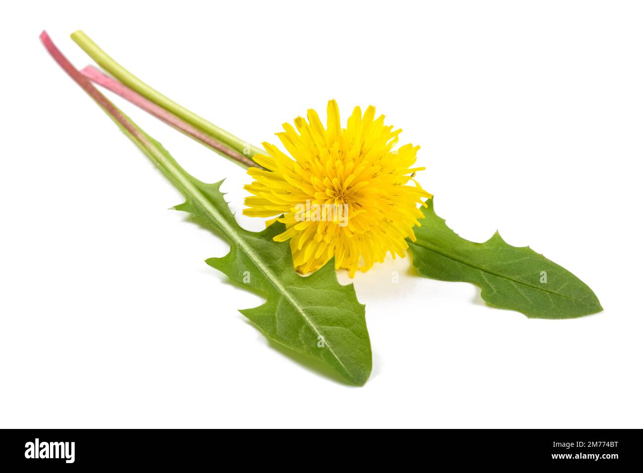 Yellow dandelions on white Cut Out Stock Images & Pictures - Alamy