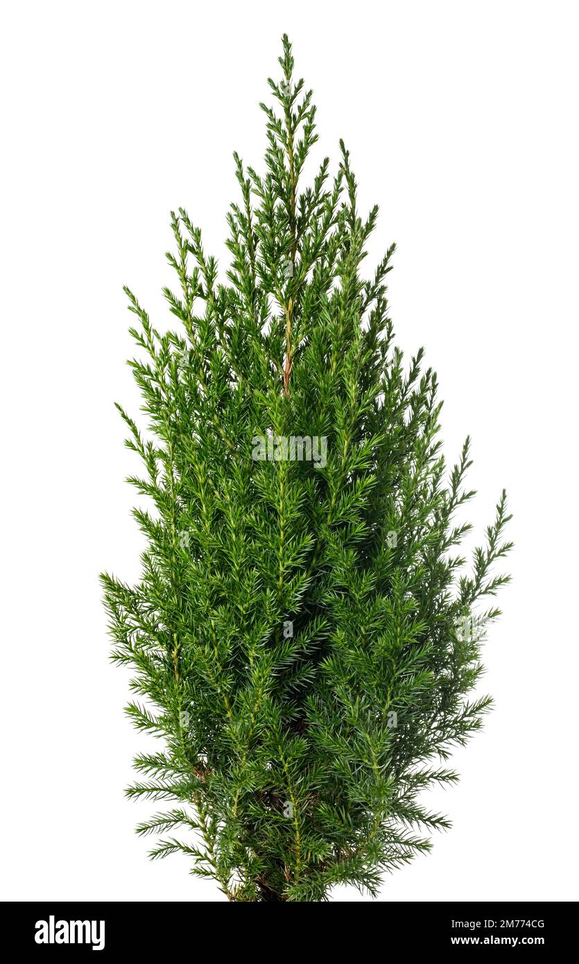 Juniper plant isolated on white background Stock Photo - Alamy