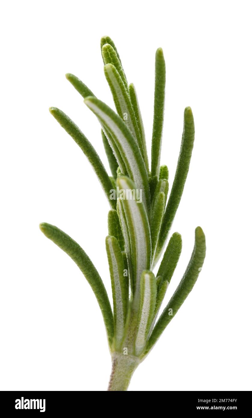 Rosemary sprig isolated on white background Stock Photo - Alamy