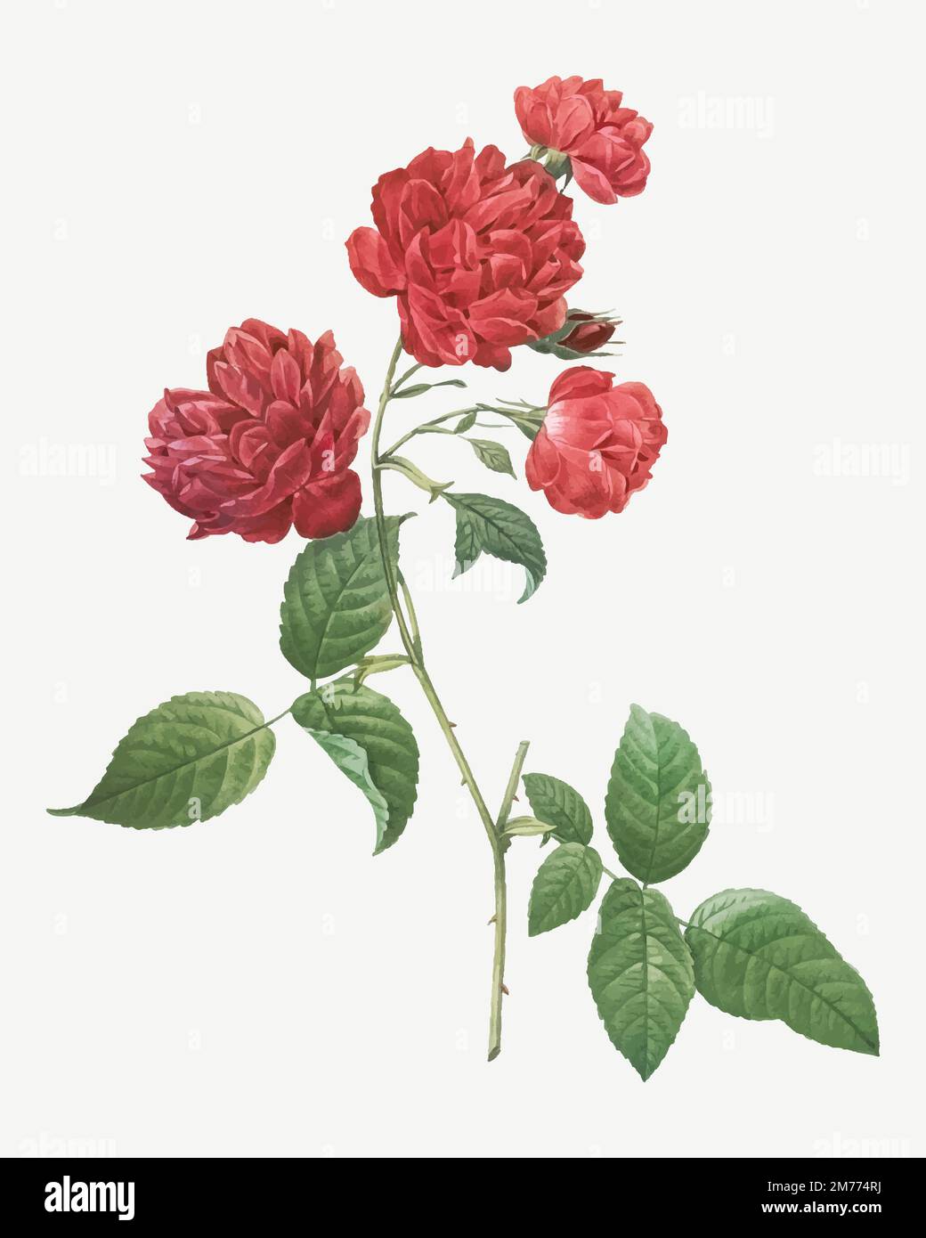 Vintage red cabbage rose vector Stock Vector Image & Art - Alamy