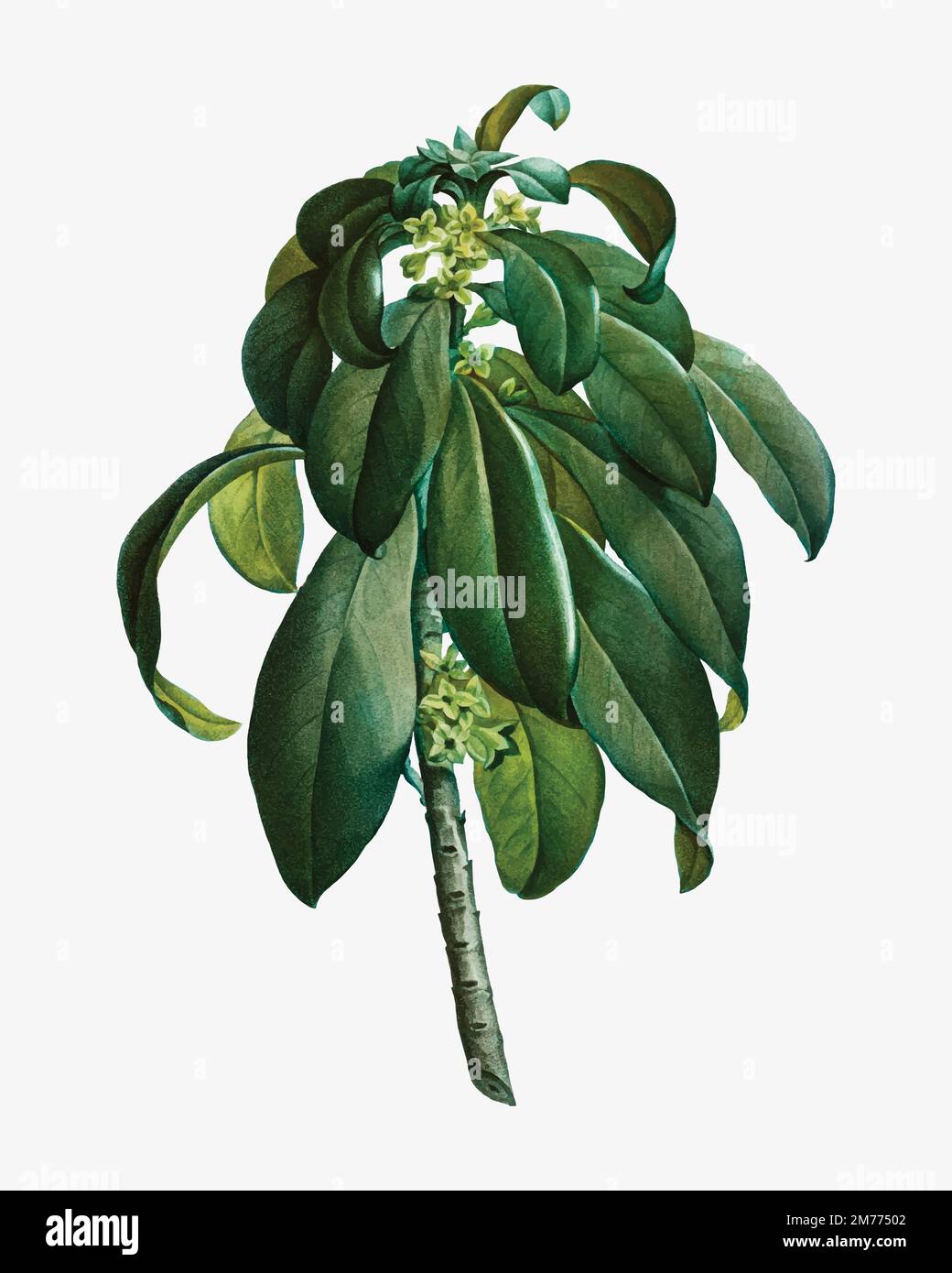 Vintage spurge Laurel plant vector Stock Vector Image & Art - Alamy