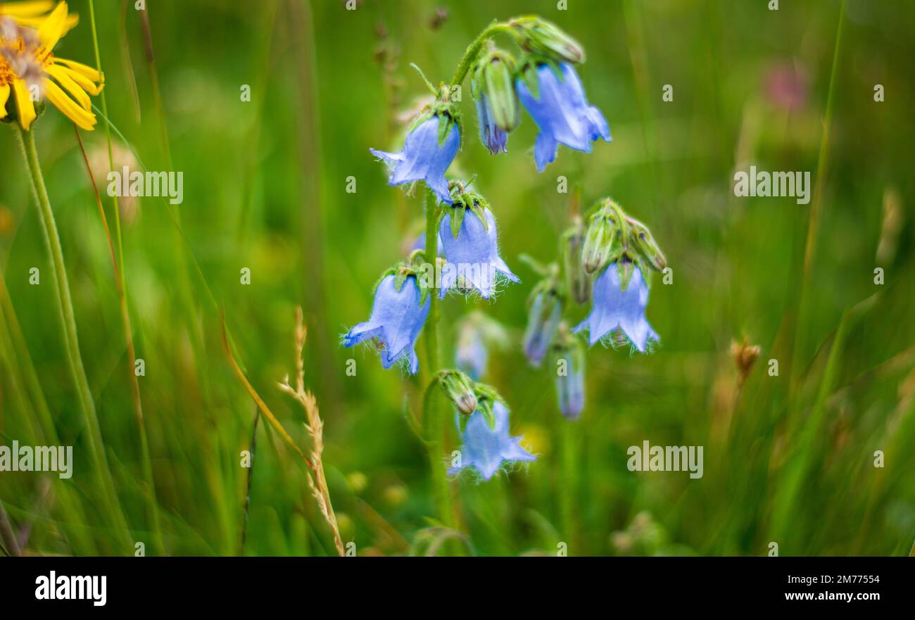 a beautiful bellflower with delicate colors in the sun of the mountains ...