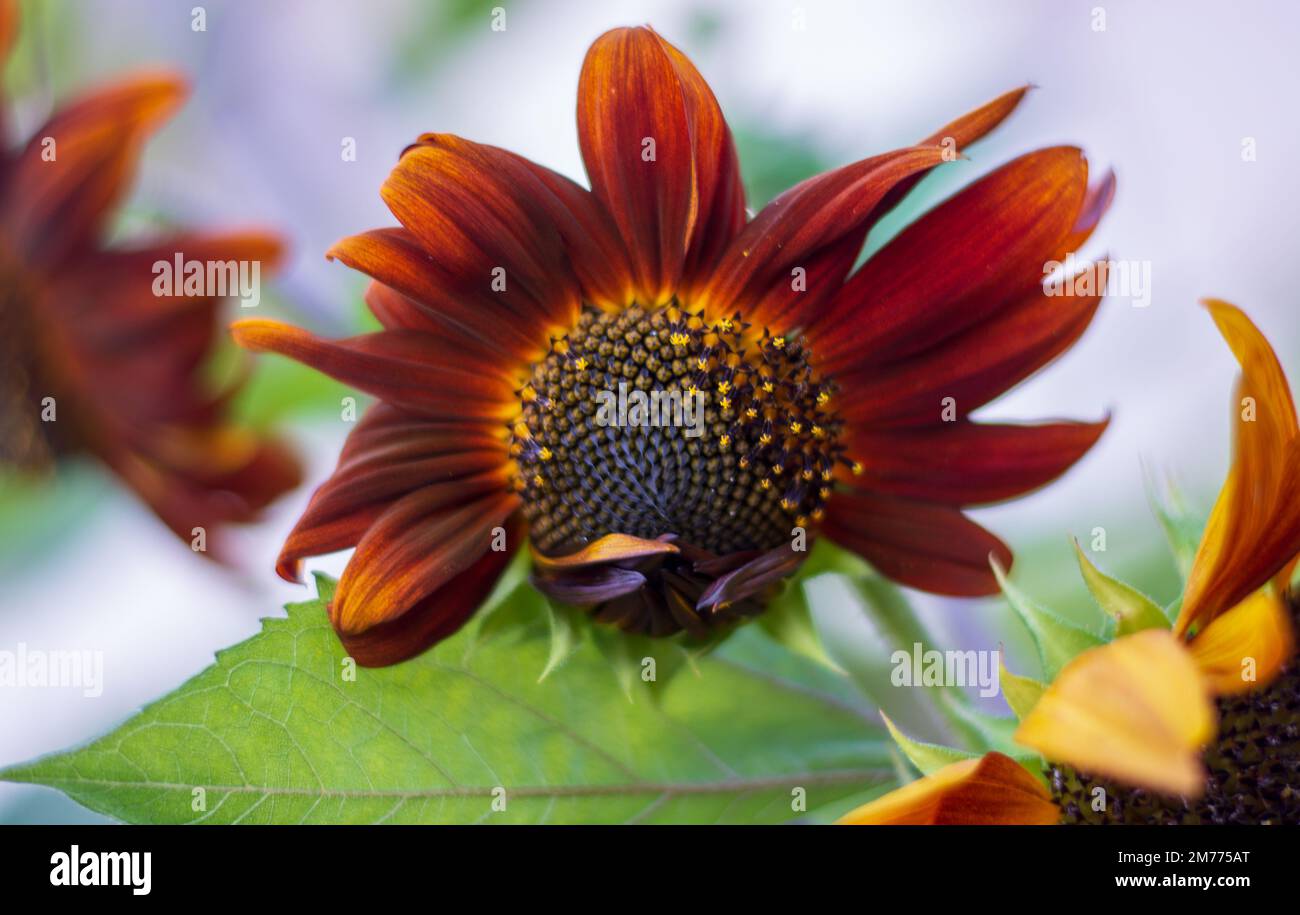 a beautiful sunflower with fantastic colors Stock Photo - Alamy