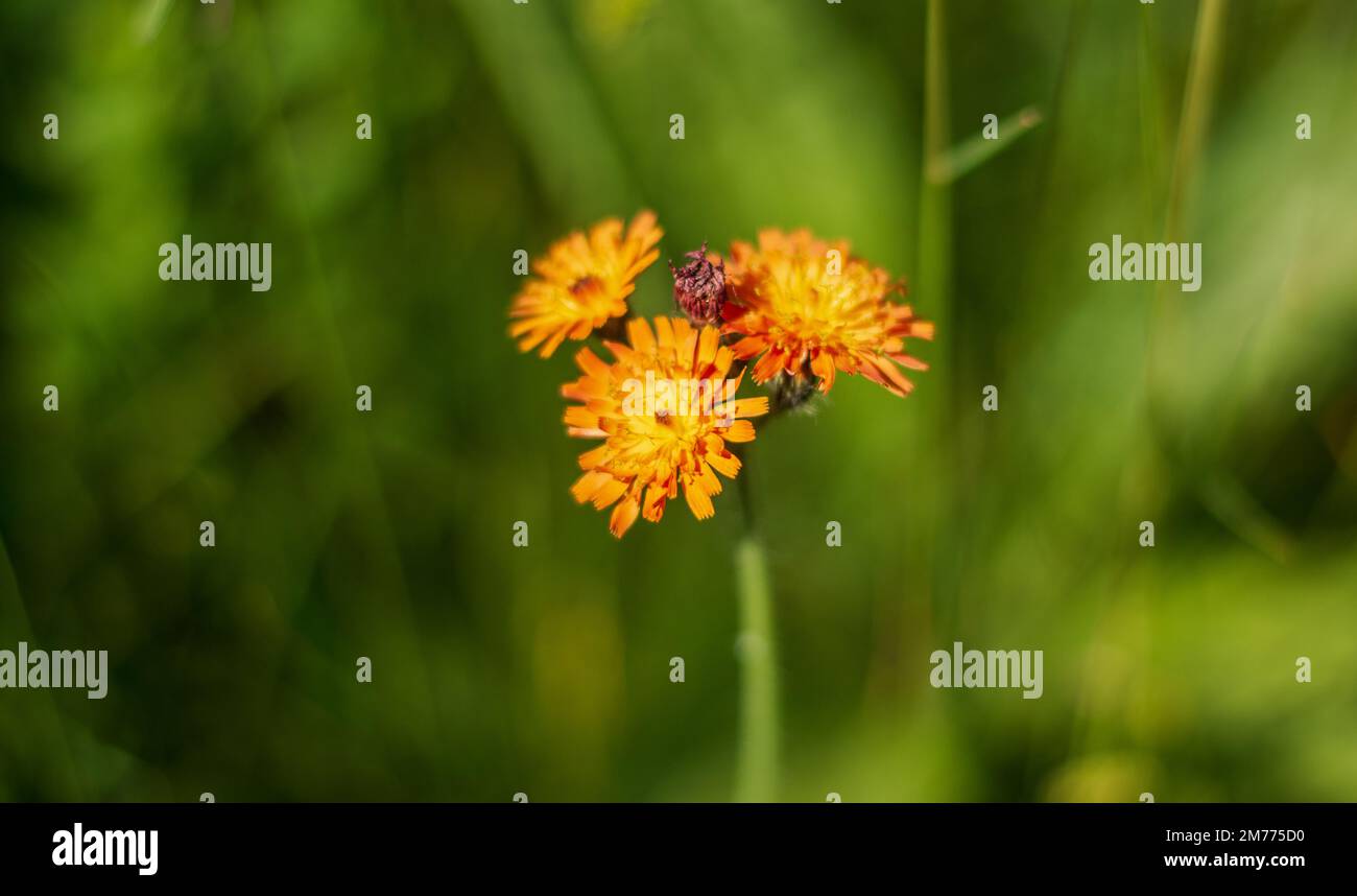 the orange flower of the hawkweed in spring Stock Photo - Alamy