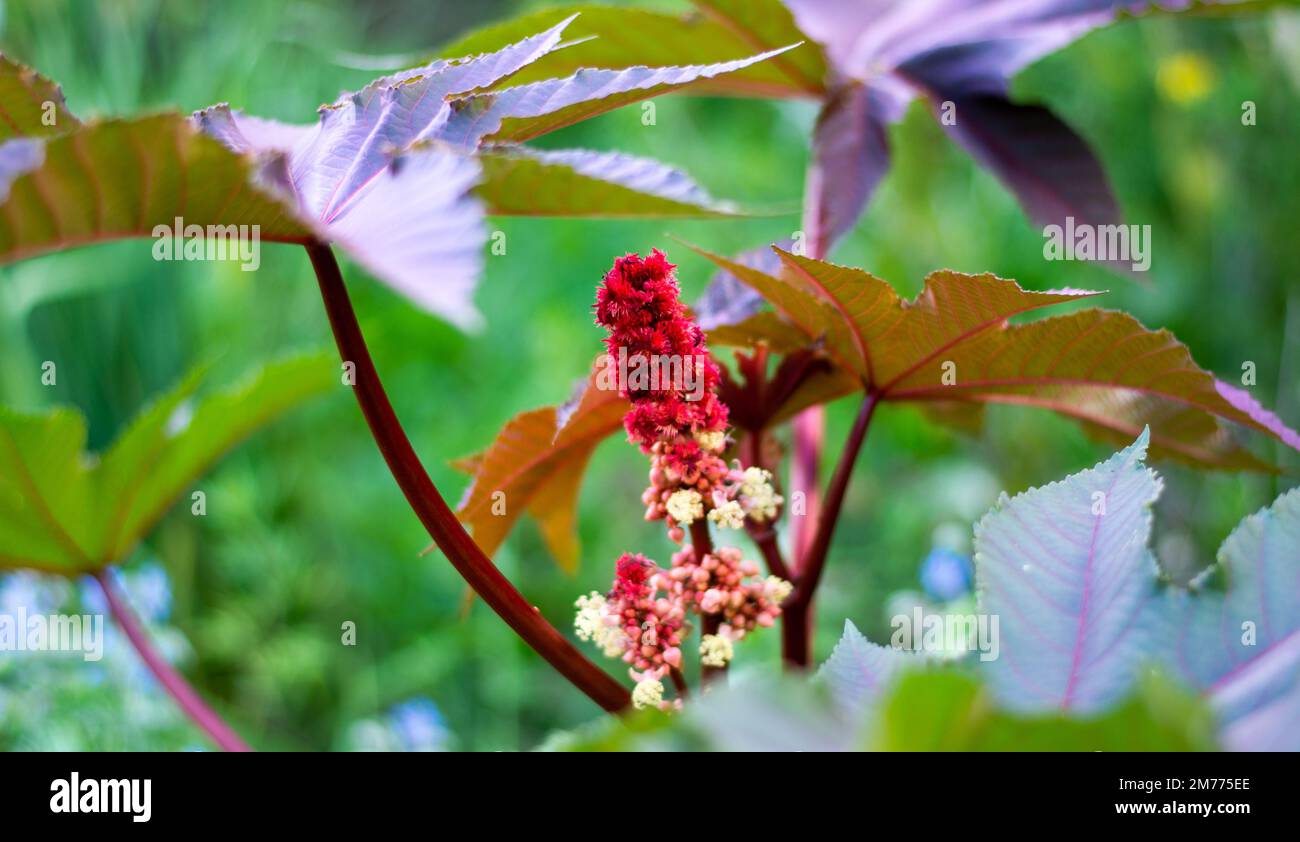 the intense red color of the castor bean flower Stock Photo - Alamy
