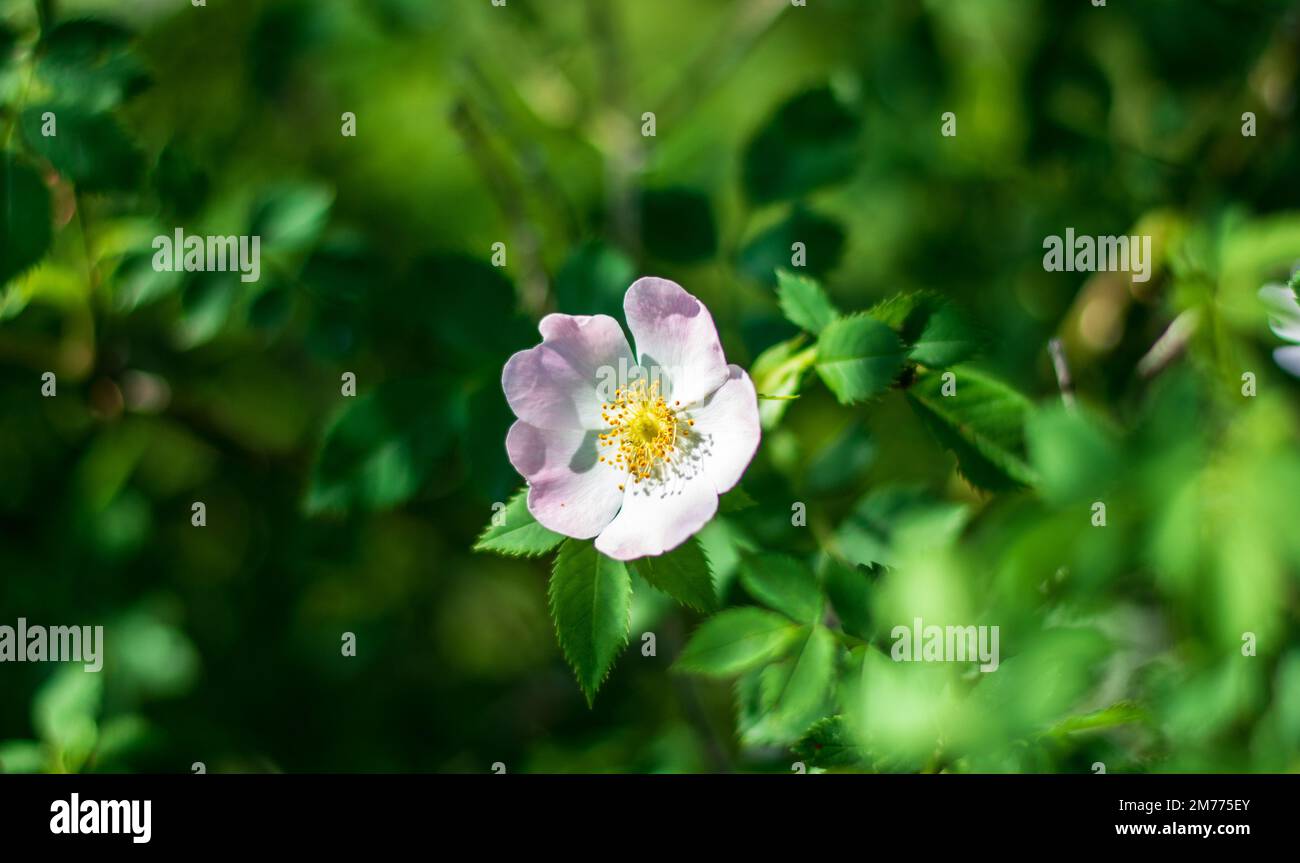 the rosehip flower shines under the rays of the sun Stock Photo - Alamy