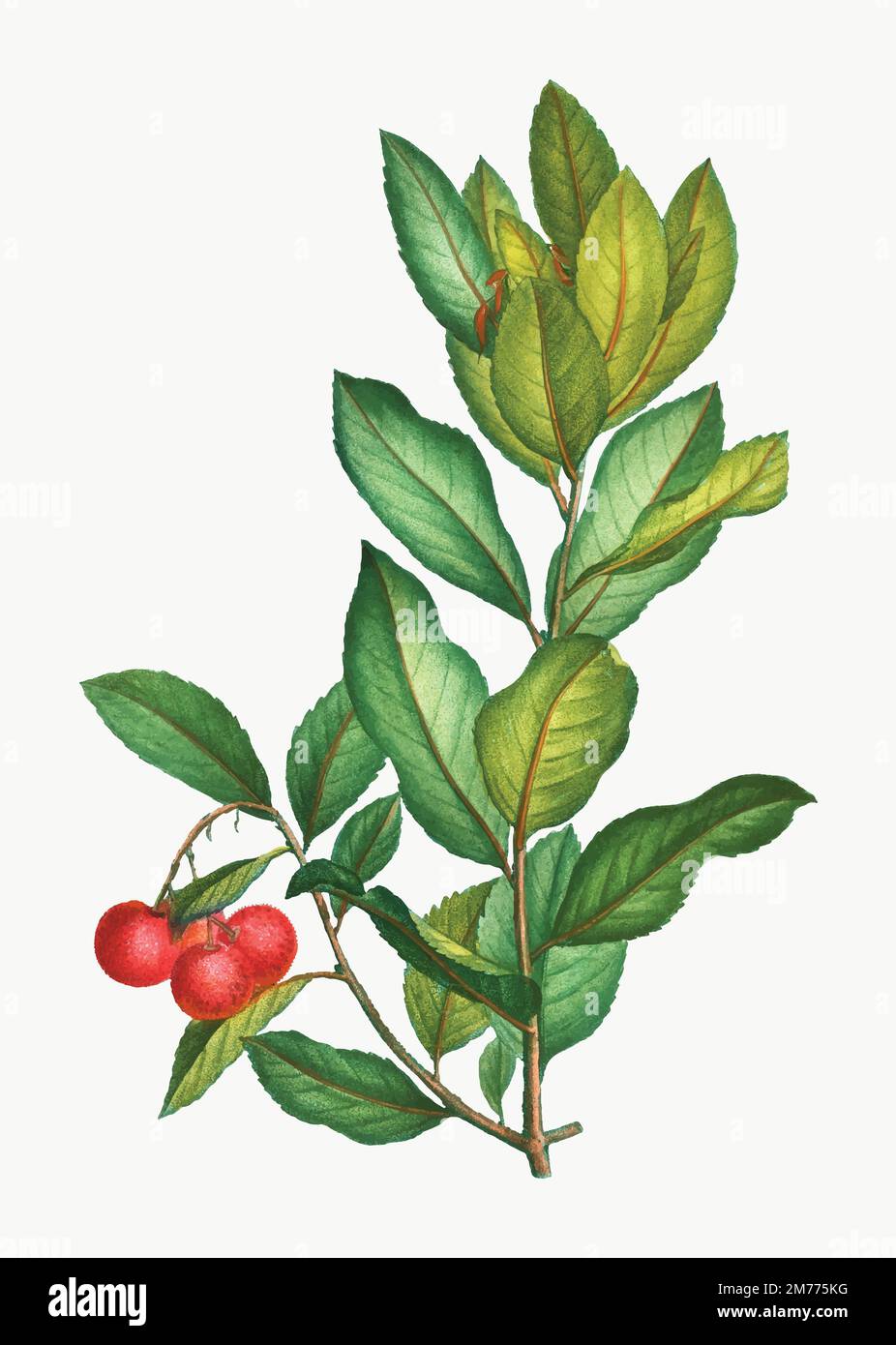 Vintage evergreen strawberry tree vector Stock Vector Image & Art - Alamy