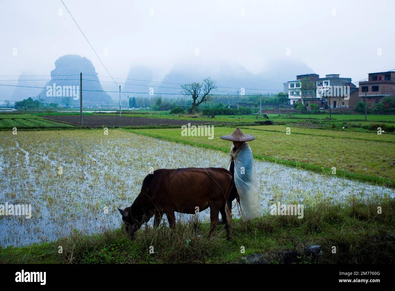 Buffalo in yangshuo china hi-res stock photography and images - Alamy